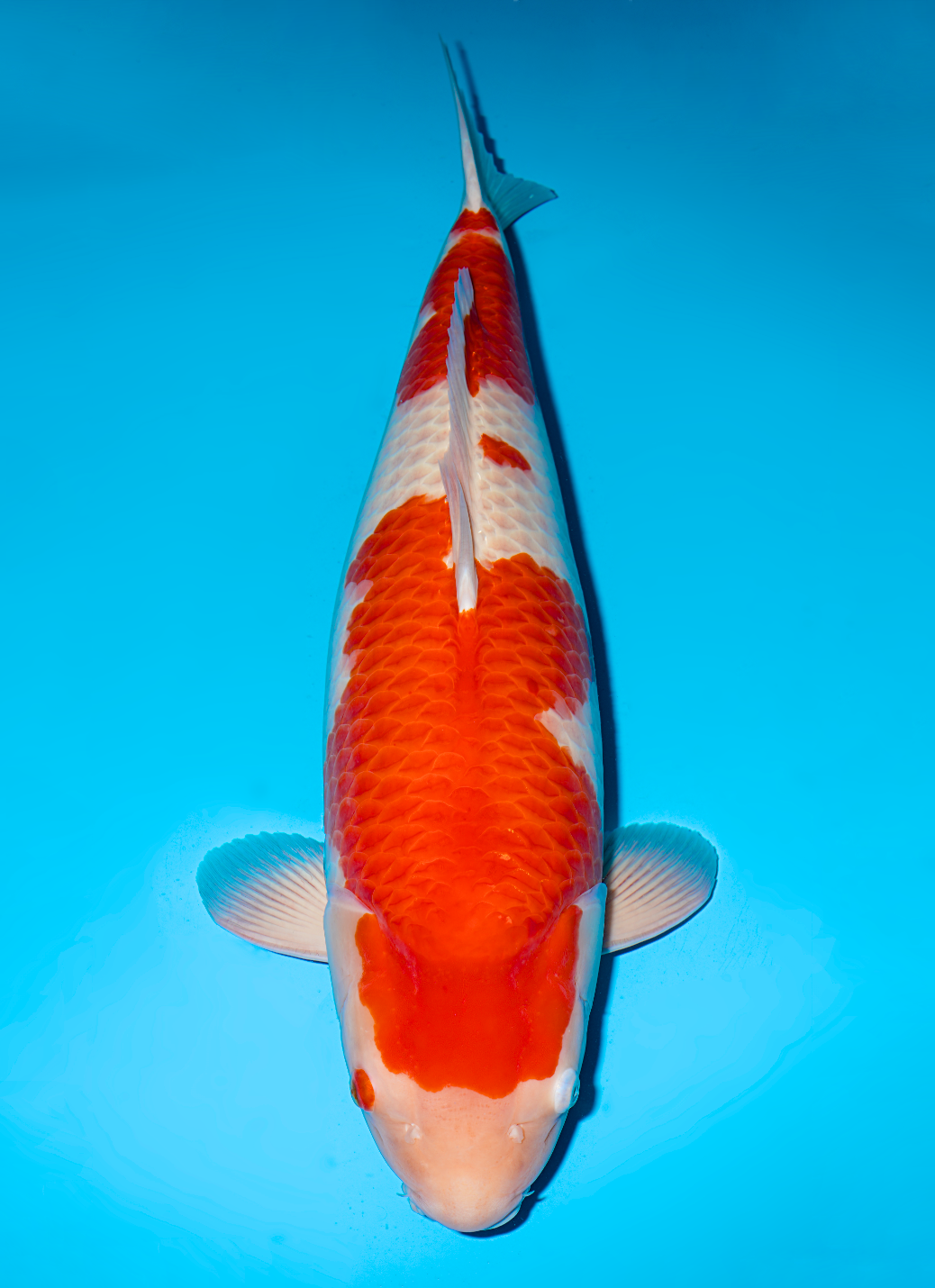 Sakai Fish Farm Kohaku Purple Rain Yonsai 75cm | Japanse koi | SA-KO-23 ...