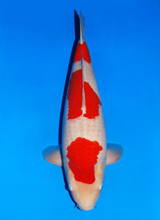 Sakai Fish Farm Kohaku Garuda Rokusai + 68cm | Japanse koi | SA-KO-22-1280