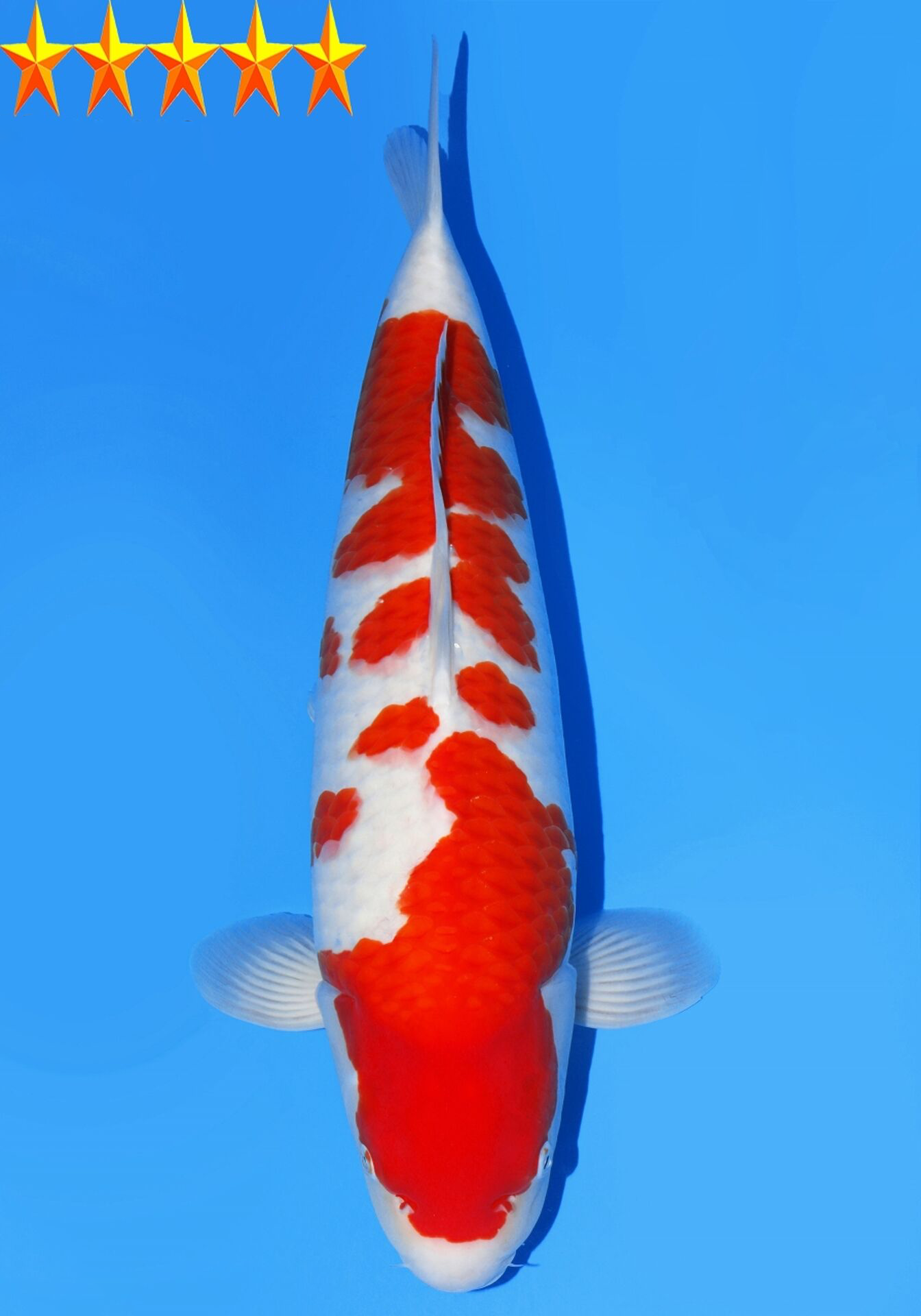 Dainichi Toyota Kohaku Kinsen Sansai 69cm | Japanse koi | DA-KO-23-9680