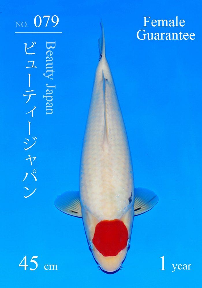 Sakai Fish Farm Sanke Beauty Japan Tosai 45cm | Japanse koi | SA-SA-23-6180