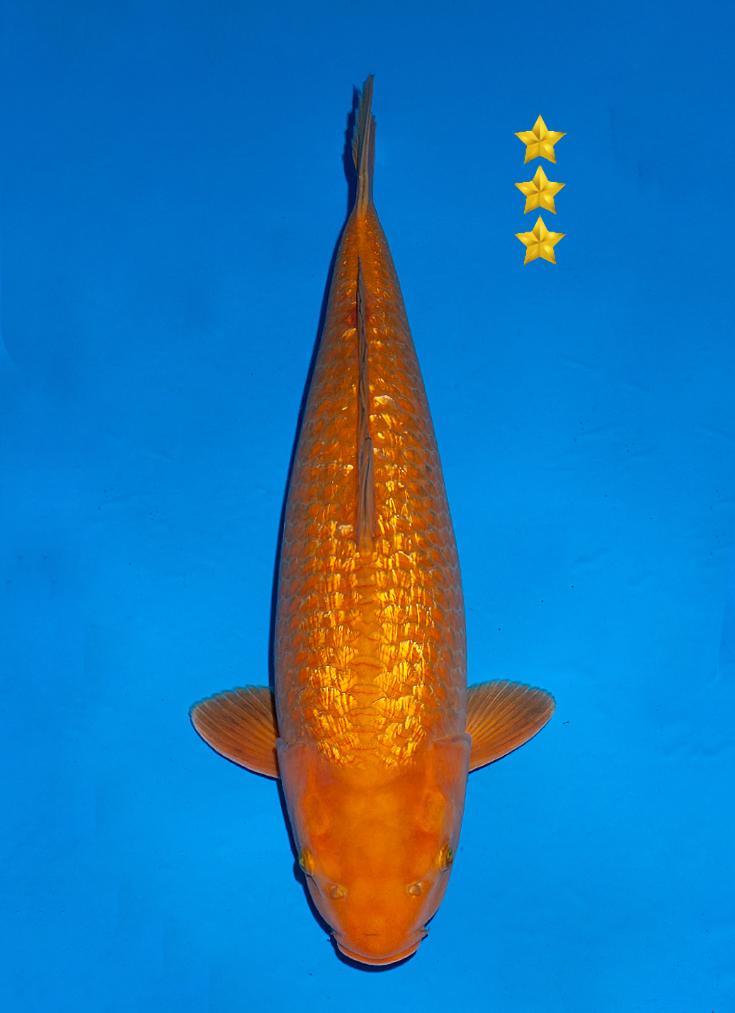 Ogata Ginrin Chagoi Marusei Nisai 61cm | Japanse koi | OG-CH-26-4650