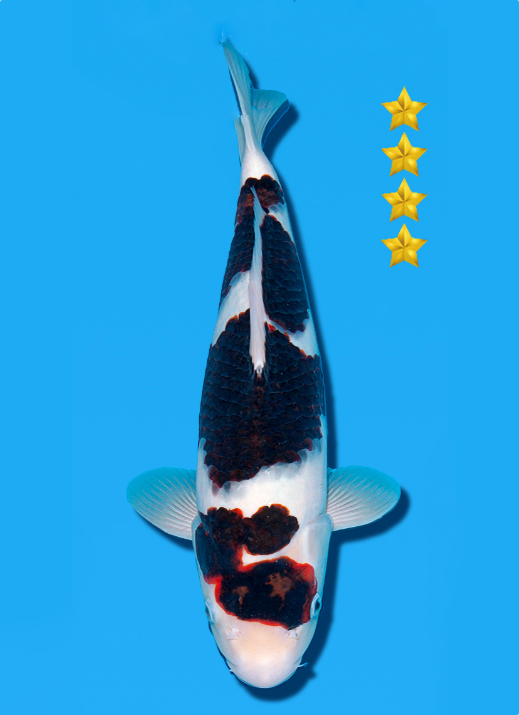 Ogata Goromo BlackBudo Yonsai 40cm | Japanse koi | OG-GO-23-9750