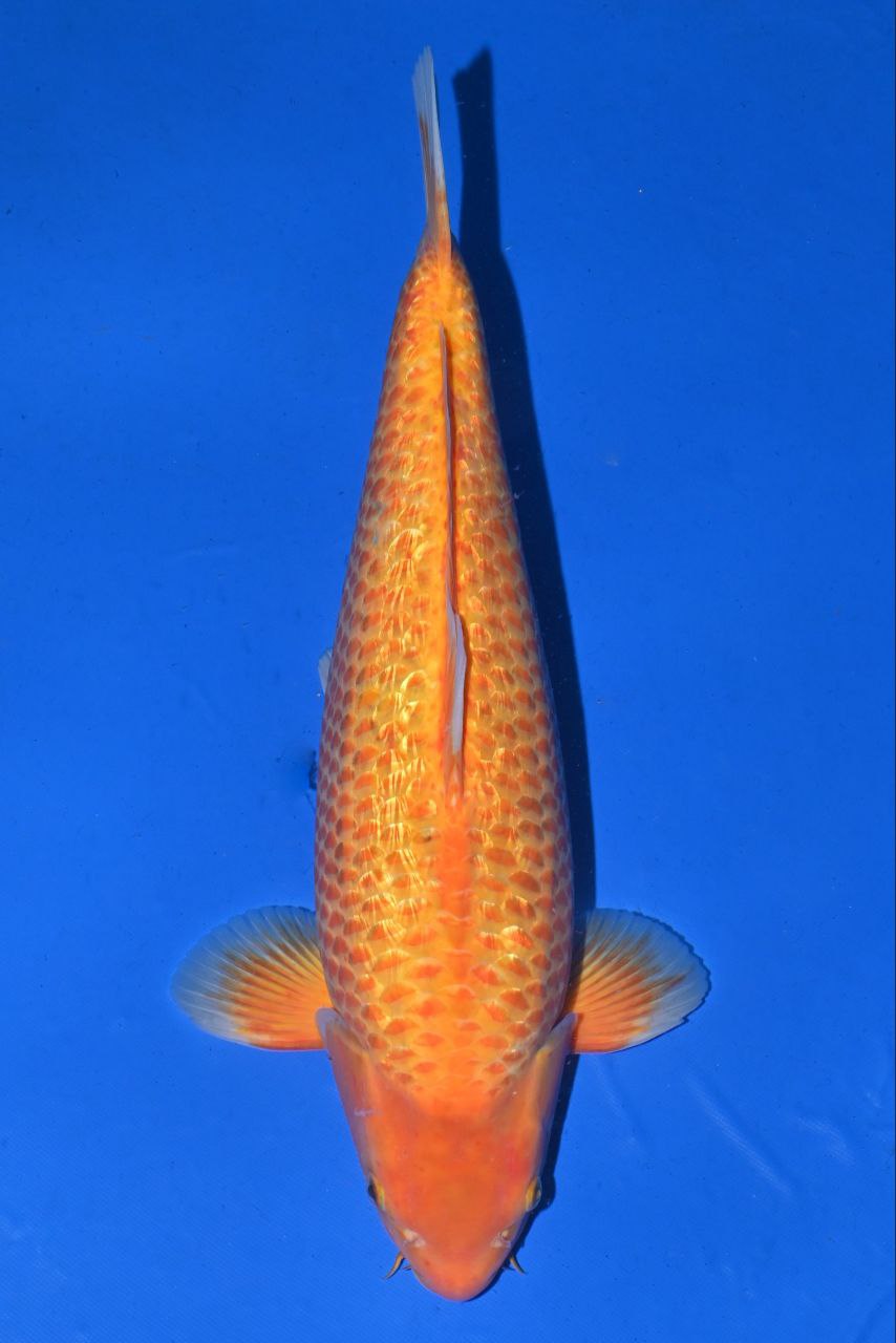 Taniguchi Ginrin Karashigoi Golden Corn Gosai 55cm | Japanse koi | TA ...