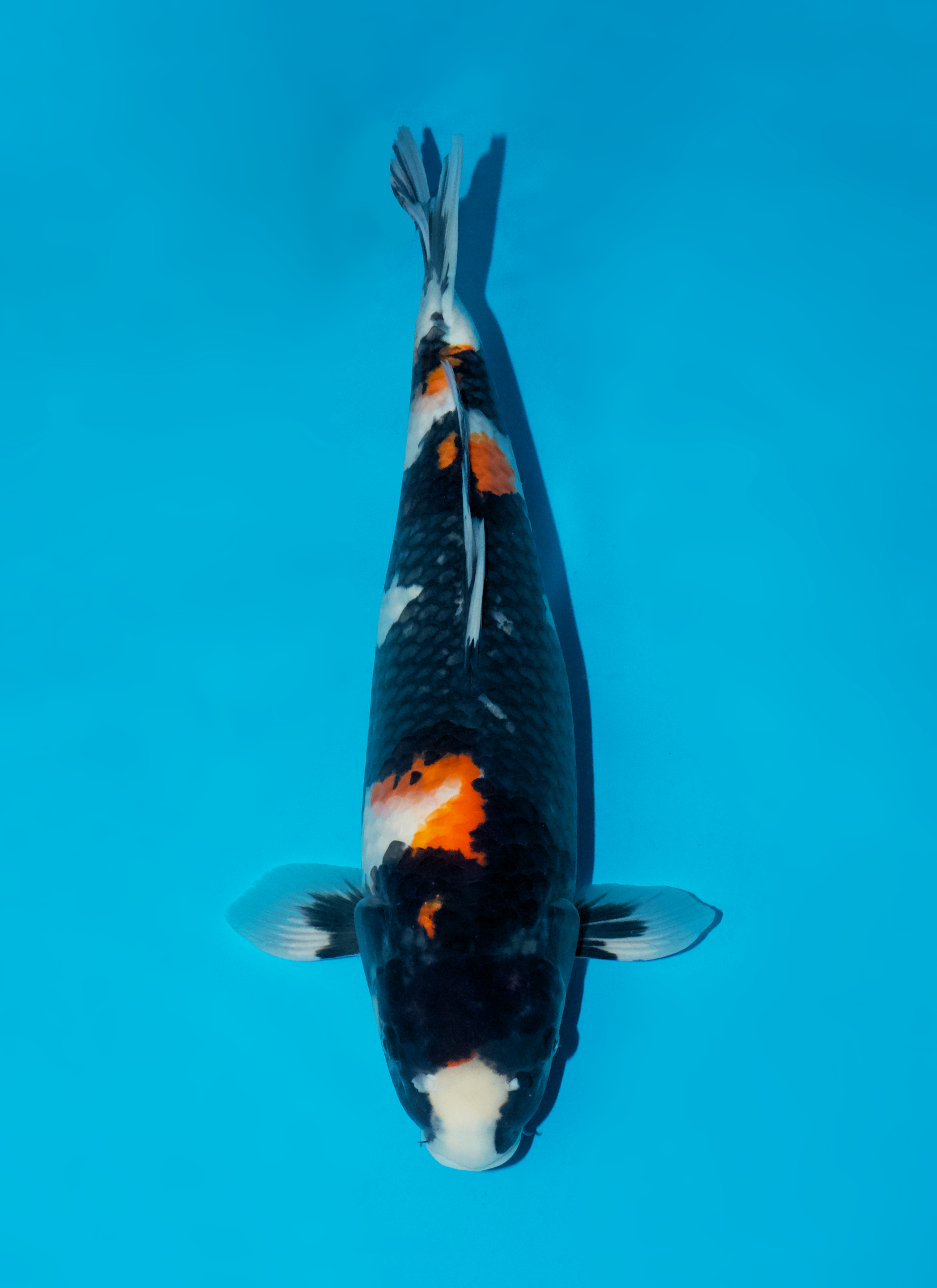 Sakai Fish Farm Showa Sakai Sansai 49cm | Japanse koi | SA-SH-23-0050