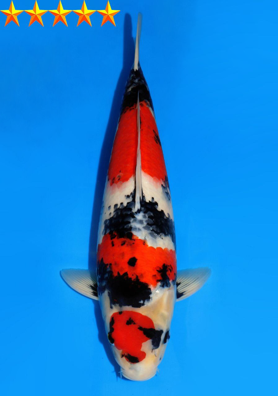 Dainichi Showa SuperMonster Sansai 61cm | Japanse koi | DA-SH-24-6320