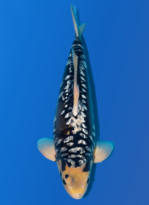 Dainichi Doitsu Soragoi BlackZeus Gosai 66cm | Japanse koi | DA-SO-23-6960