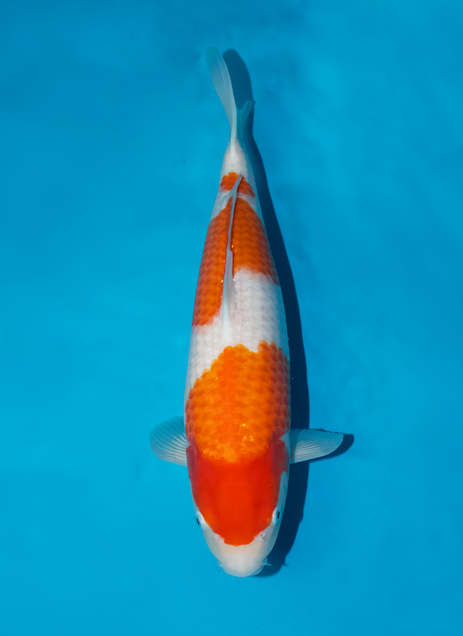 Sakai Fish Farm Kohaku Sakai Sansai 45cm | Japanse koi | SA-KO-23-9900
