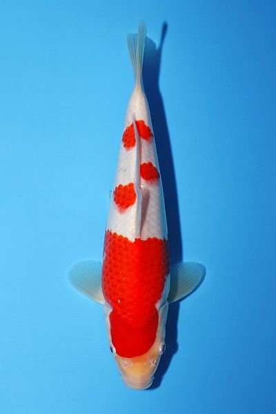 Momotaro Kohaku Mako Yonsai 50cm | Japanse koi | MO-KO-23-9810