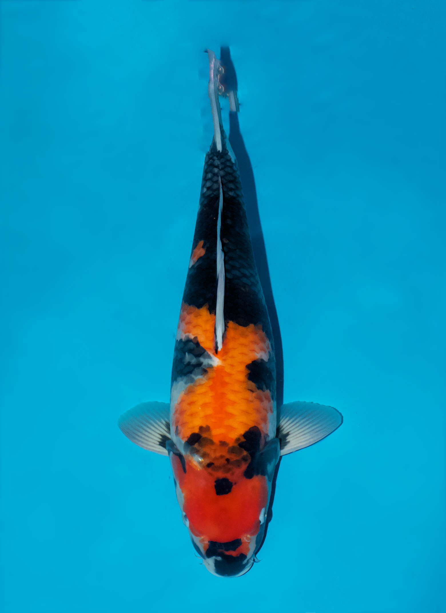 Sakai Fish Farm Showa Sakai Nisai 53cm | Japanse koi | SA-SH-23-0010