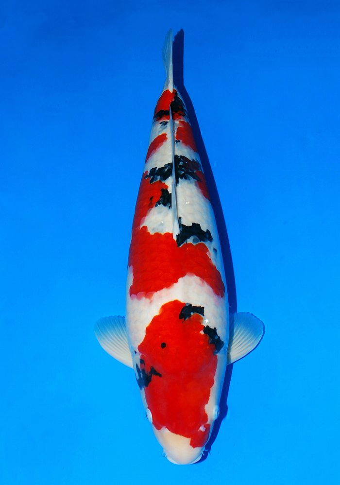 Sakai Fish Farm Sanke Yonsai 70cm | Japanse koi | SA-SA-23-1110