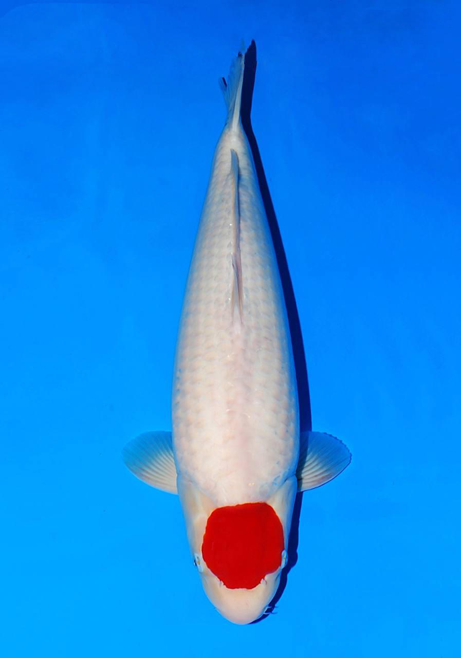 Sakai Fish Farm Sanke Beauty Japan Sansai 80cm | Japanse koi | SA-SA-23 ...